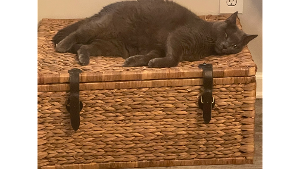 Chachi 13914 - Lost Pet Database - Lost & Found Pets Near Me | PetLink