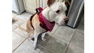Athena - Lost Pet Database - Lost & Found Pets Near Me | PetLink