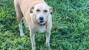 LADY - Lost Pet Database - Lost & Found Pets Near Me | PetLink