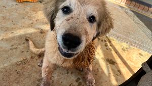 Mallow (James Monroe, Mr President) - Lost Pet Database - Lost & Found ...