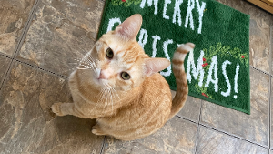 Kitty - Lost Pet Database - Lost & Found Pets Near Me | PetLink