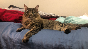 Lady - Lost Pet Database - Lost & Found Pets Near Me | PetLink
