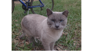 Smokey - Lost Pet Database - Lost & Found Pets Near Me | PetLink