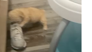 Reese - Lost Pet Database - Lost & Found Pets Near Me | PetLink