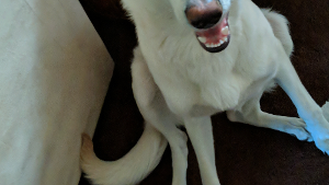 Elsa - Lost Pet Database - Lost & Found Pets Near Me | PetLink