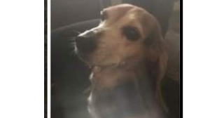 Lady - Lost Pet Database - Lost & Found Pets Near Me | PetLink