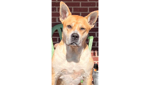 Colby Mason - Lost Pet Database - Lost & Found Pets Near Me | PetLink