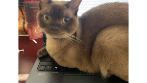 Cooper - Lost Pet Database - Lost & Found Pets Near Me | PetLink