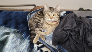 Victoria - Lost Pet Database - Lost & Found Pets Near Me | PetLink