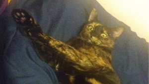 Reese Ramirez - Lost Pet Database - Lost & Found Pets Near Me | PetLink