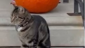 LADY - Lost Pet Database - Lost & Found Pets Near Me | PetLink