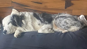 Pebble - Lost Pet Database - Lost & Found Pets Near Me | PetLink
