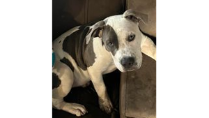 Miko - Lost Pet Database - Lost & Found Pets Near Me | PetLink