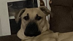 Cooper - Lost Pet Database - Lost & Found Pets Near Me | PetLink