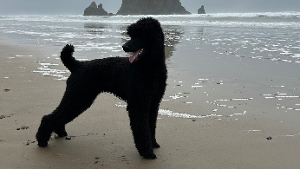 Obsidian - Lost Pet Database - Lost & Found Pets Near Me | PetLink