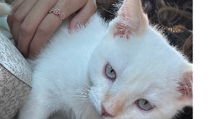 Milkshake - Lost Pet Database - Lost & Found Pets Near Me | PetLink