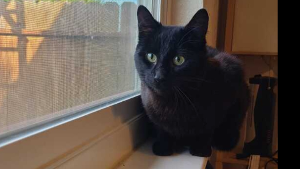Elsa - Lost Pet Database - Lost & Found Pets Near Me | PetLink