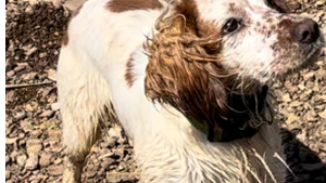 Cooper - Lost Pet Database - Lost & Found Pets Near Me | PetLink