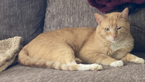 Cheeto - Lost Pet Database - Lost & Found Pets Near Me | PetLink