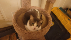 Crooked Neck - Lost Pet Database - Lost & Found Pets Near Me | PetLink