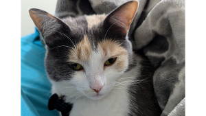 Jelly Beans - Lost Pet Database - Lost & Found Pets Near Me | PetLink