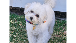 Hank Elmore - Lost Pet Database - Lost & Found Pets Near Me | PetLink