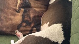 Maia - Lost Pet Database - Lost & Found Pets Near Me | PetLink