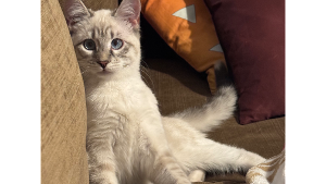 Princess Chowder - Lost Pet Database - Lost & Found Pets Near Me | PetLink