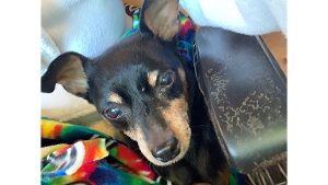 Lady - Lost Pet Database - Lost & Found Pets Near Me | PetLink