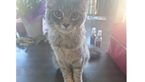 Smokey - Lost Pet Database - Lost & Found Pets Near Me | PetLink