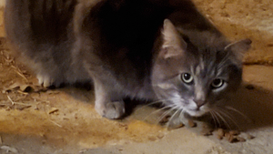 GUS (Barn Cat) - Lost Pet Database - Lost & Found Pets Near Me | PetLink