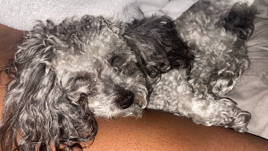 Louie Carter - Lost Pet Database - Lost & Found Pets Near Me | PetLink