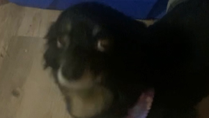 Lady - Lost Pet Database - Lost & Found Pets Near Me | PetLink