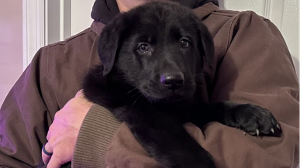 Eron vom Kiloro - Lost Pet Database - Lost & Found Pets Near Me | PetLink