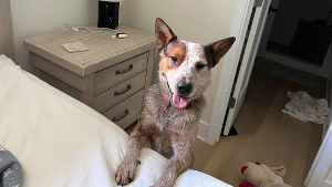 Vulcan - Lost Pet Database - Lost & Found Pets Near Me | PetLink