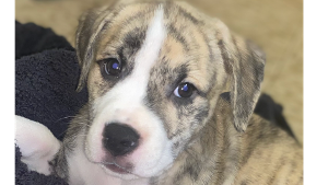 Debo Grice - Lost Pet Database - Lost & Found Pets Near Me | PetLink