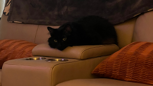 FFR-A-2561 (Boo) - Lost Pet Database - Lost & Found Pets Near Me | PetLink